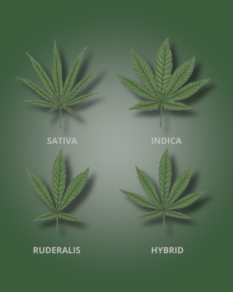 Sativa vs. Indica vs. Hybrid: What's the Difference? – Cannabis Career ...